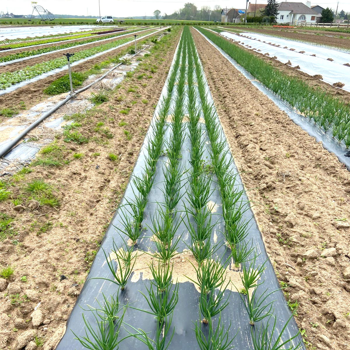 Folia ściółkująca biodegradowalna Bionov 15um 1,25x1500m - Folie ...
