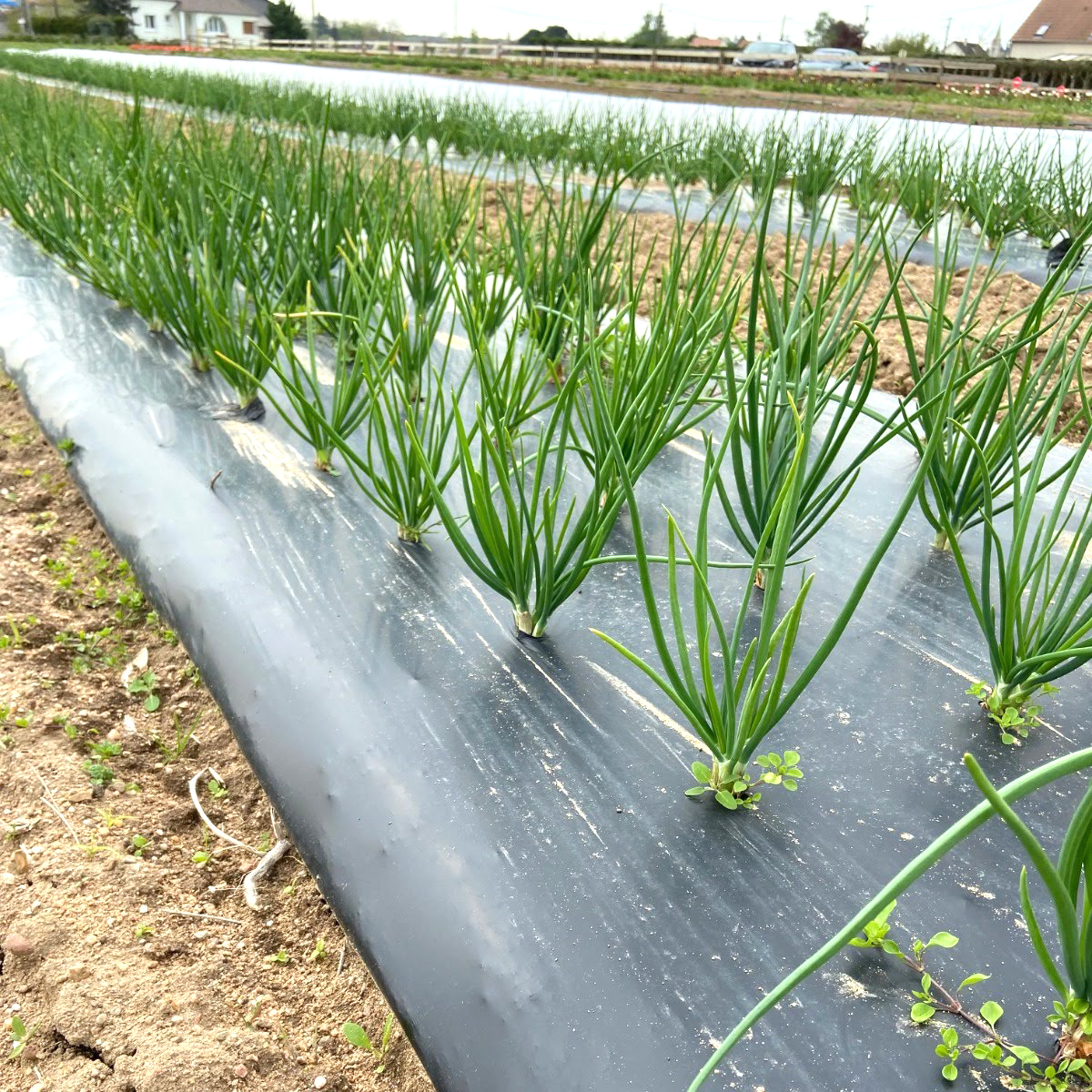 Folia ściółkująca biodegradowalna Bionov 15um 1,25x1500m - Folie ...