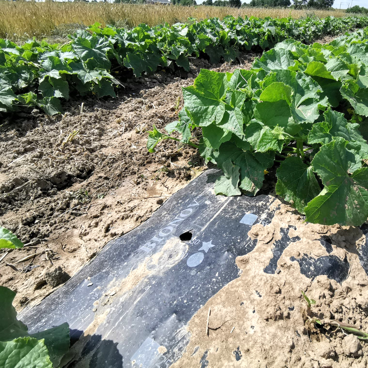 Folia ściółkująca biodegradowalna Bionov 15um 1,25x1500m - Folie ...